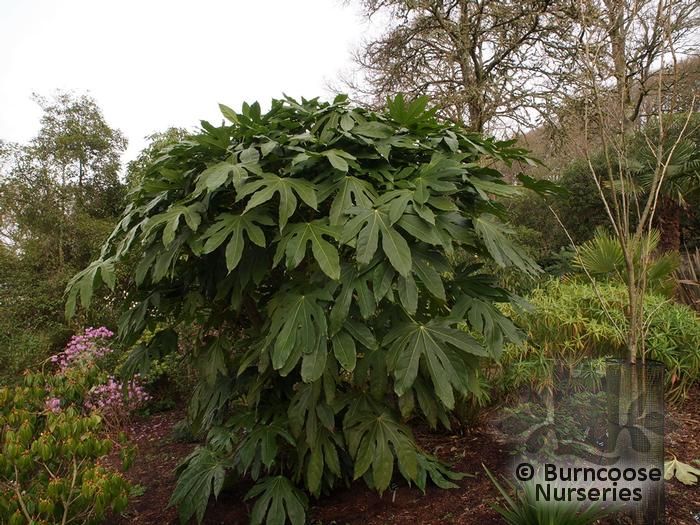 Fatsia Polycarpa 'Green Fingers' from Burncoose Nurseries