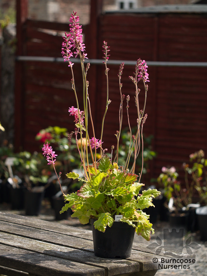 Francoa Sonchifolia from Burncoose Nurseries