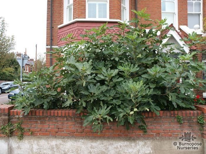 Ficus Carica 'Brown Turkey' from Burncoose Nurseries