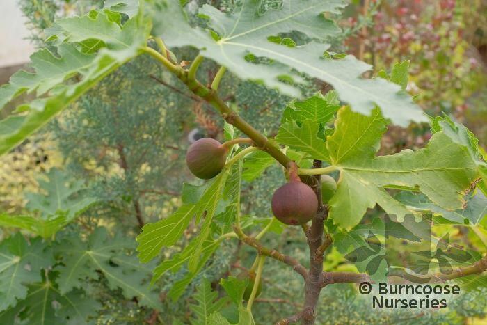 Ficus Carica 'Ice Crystal' from Burncoose Nurseries