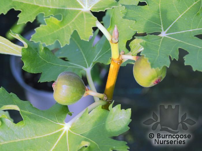 Ficus Carica 'Ice Crystal' from Burncoose Nurseries