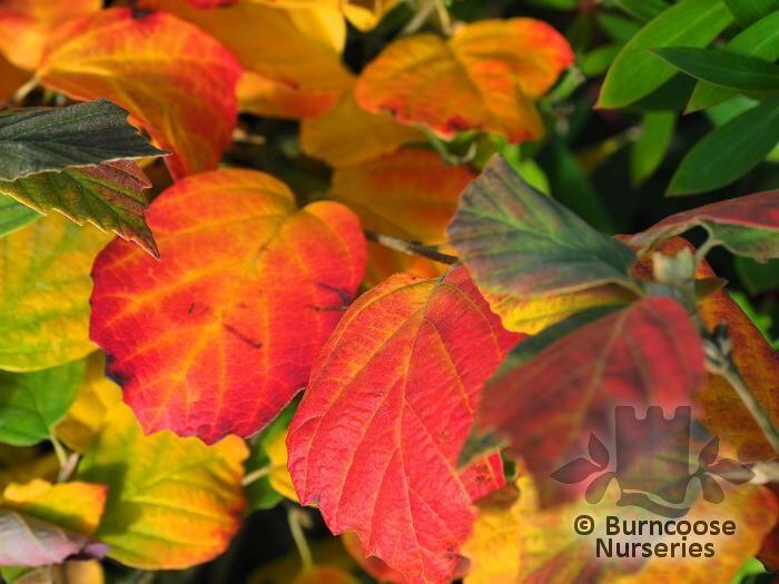 Fothergilla X Intermedia 'Blue Shadow' from Burncoose Nurseries