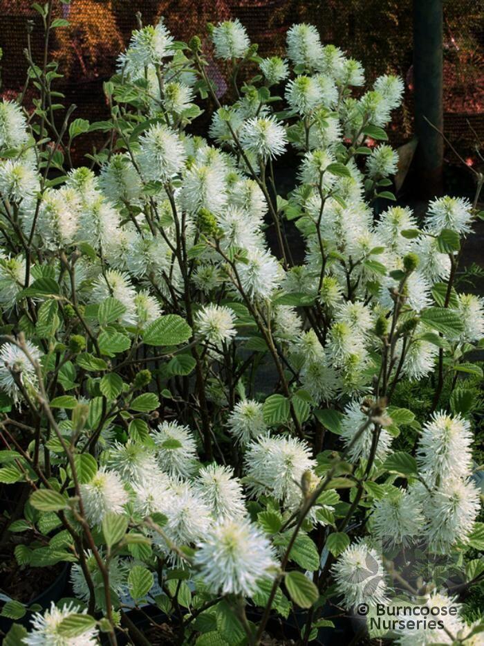 Fothergilla X Intermedia 'Blue Shadow' from Burncoose Nurseries