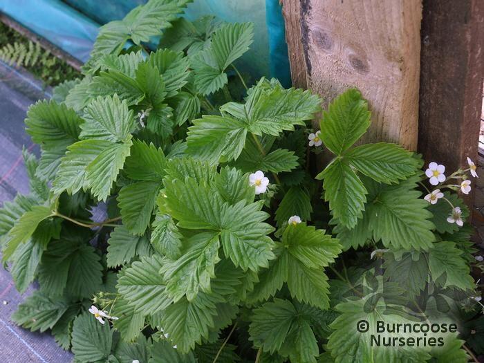 Fragaria Vesca from Burncoose Nurseries