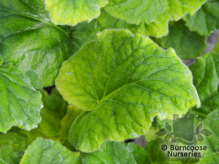 Francoa Sonchifolia from Burncoose Nurseries