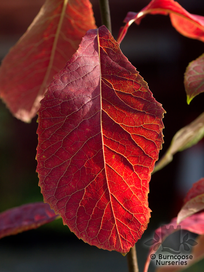 Franklinia from Burncoose Nurseries