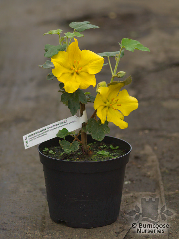 Fremontodendron 'California Glory' from Burncoose Nurseries