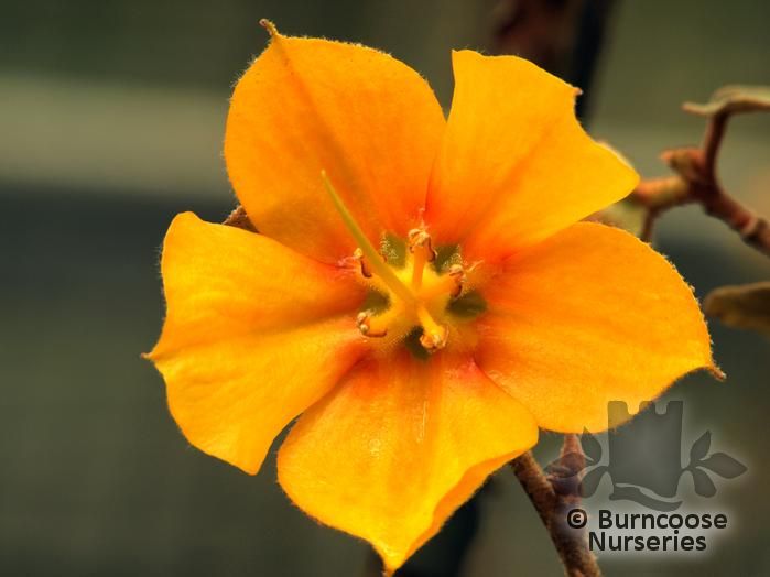 Fremontodendron from Burncoose Nurseries