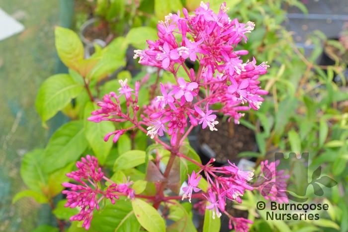 Fuchsia Arborescens from Burncoose Nurseries