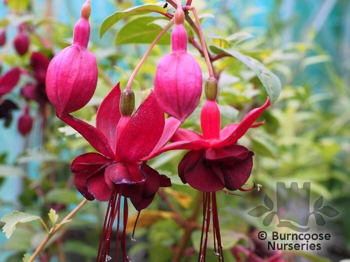 Fuchsia 'Blacky' from Burncoose Nurseries