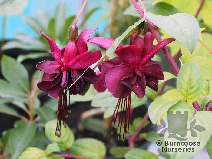 Fuchsia 'Blacky' from Burncoose Nurseries