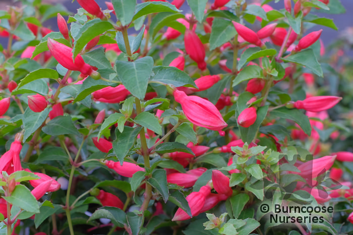 Fuchsia from Burncoose Nurseries