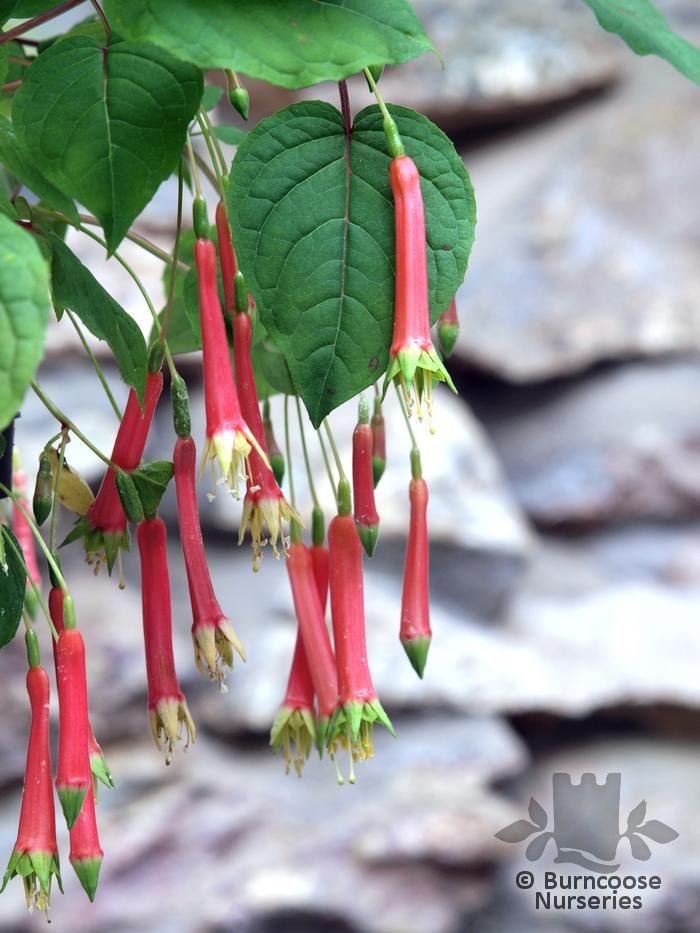 Fuchsia Splendens Var. Cordifolia from Burncoose Nurseries