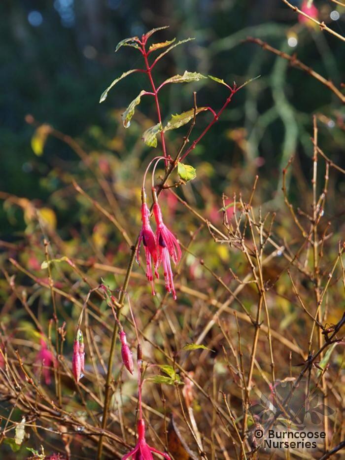 Fuchsia Magellanica Var. Gracilis from Burncoose Nurseries
