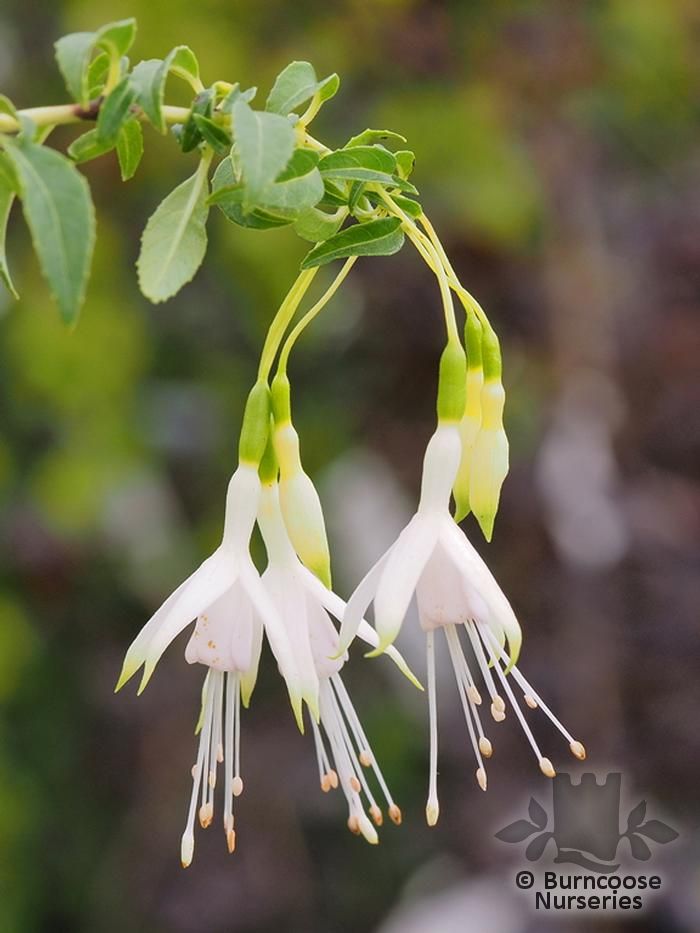 Fuchsia 'Hawkshead' from Burncoose Nurseries