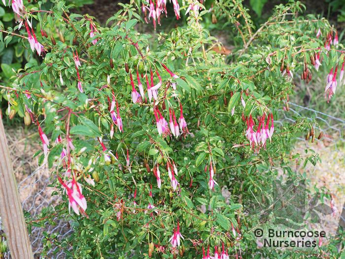 Fuchsia Magellanica 'Lady Bacon' from Burncoose Nurseries
