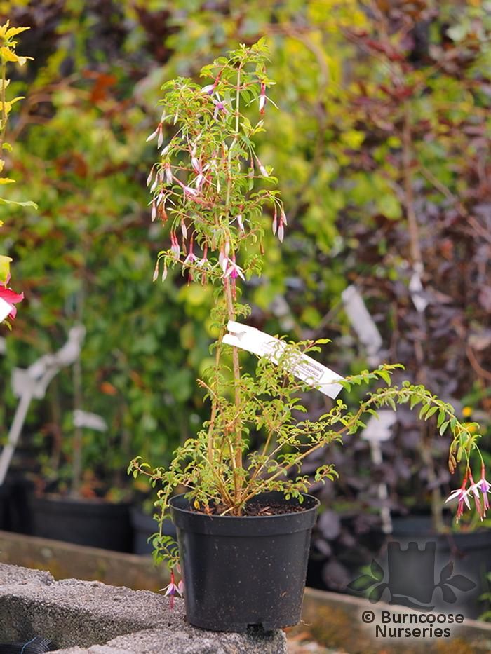 Fuchsia Magellanica 'Lady Bacon' from Burncoose Nurseries