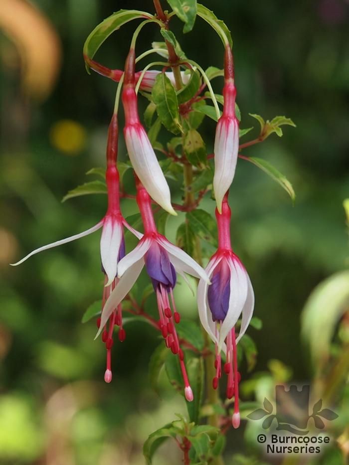 Fuchsia Magellanica 'Lady Bacon' from Burncoose Nurseries