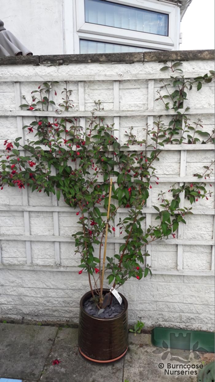 Fuchsia 'Lady Boothby' from Burncoose Nurseries