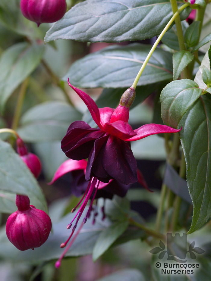 Fuchsia from Burncoose Nurseries - Page 1