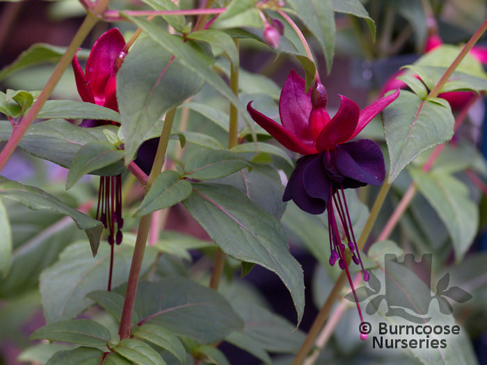 Fuchsia 'Lady In Black' from Burncoose Nurseries