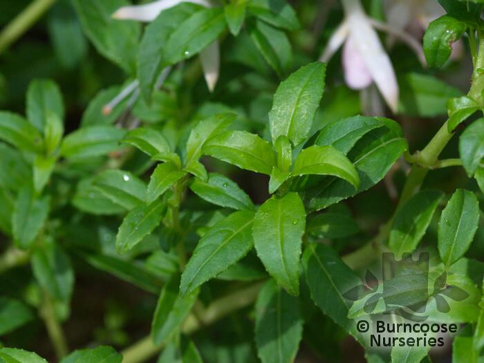Fuchsia Magellanica 'Alba' from Burncoose Nurseries