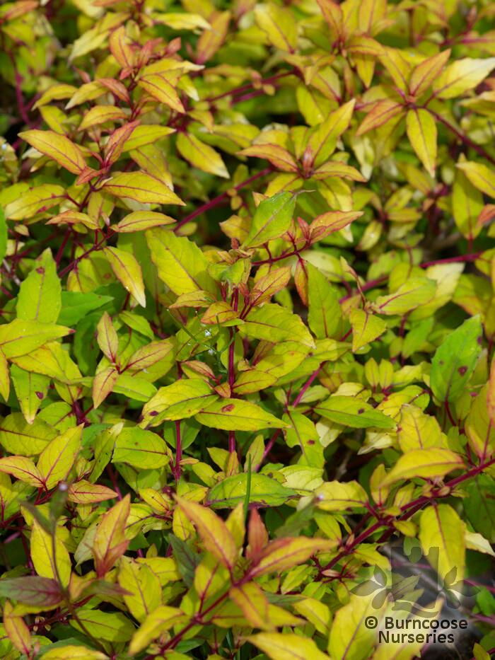 Fuchsia Magellanica 'Aurea' from Burncoose Nurseries
