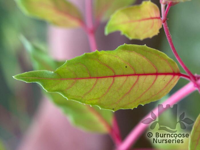 Fuchsia Magellanica 'Aurea' from Burncoose Nurseries