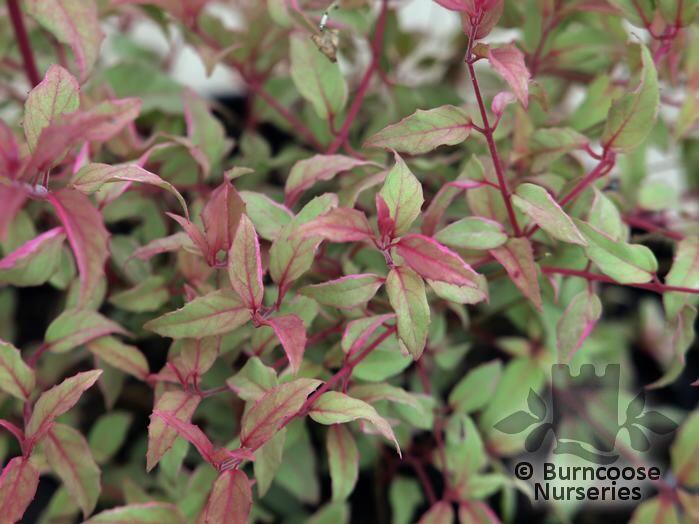 Fuchsia Magellanica 'Versicolor' from Burncoose Nurseries