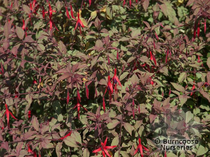 Fuchsia Magellanica 'Versicolor' from Burncoose Nurseries