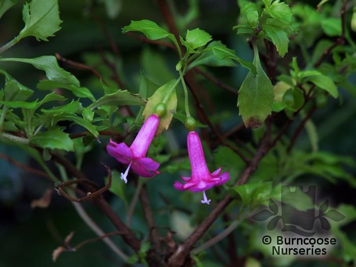 Fuchsia Microphylla from Burncoose Nurseries