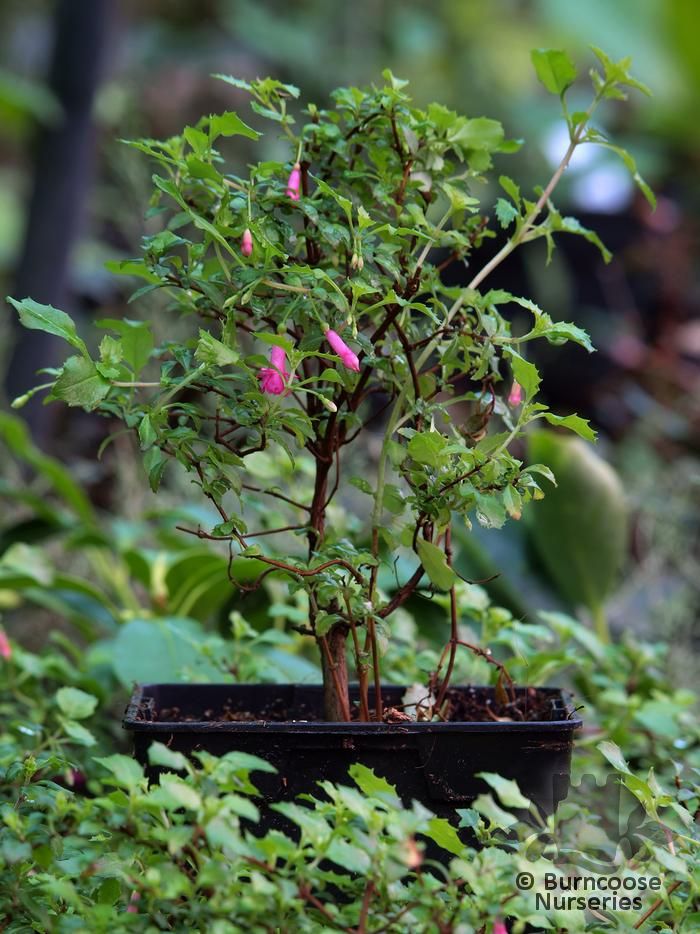 Fuchsia Microphylla from Burncoose Nurseries