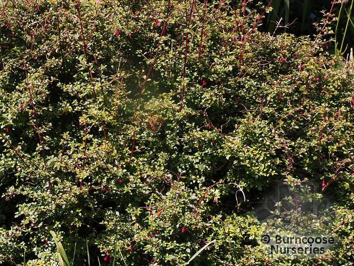 Fuchsia Microphylla 'Silver Lining' from Burncoose Nurseries