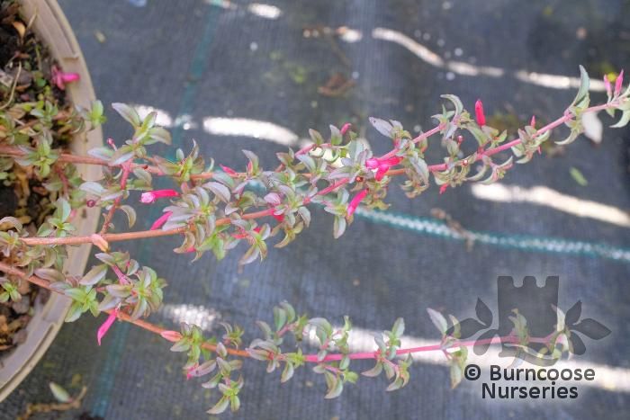 Fuchsia Microphylla 'Silver Lining' from Burncoose Nurseries