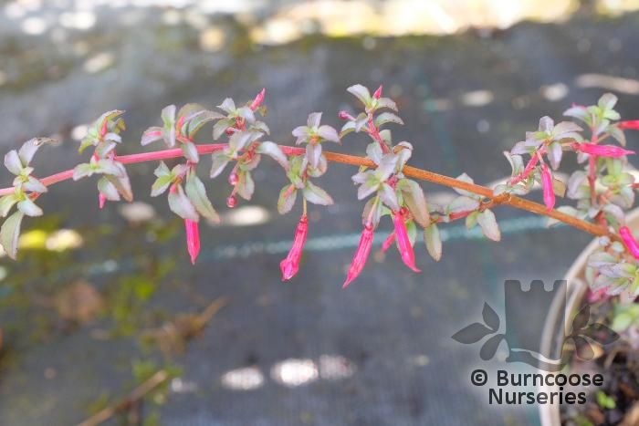 Fuchsia Microphylla 'Silver Lining' from Burncoose Nurseries