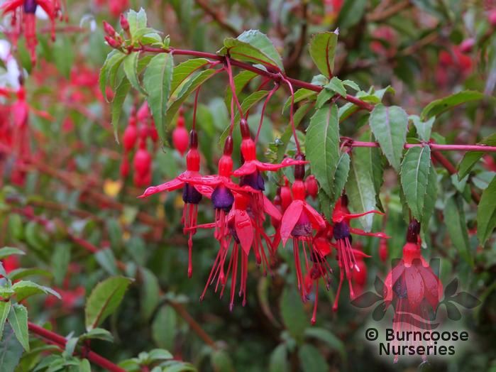 Fuchsia 'Riccartonii' from Burncoose Nurseries