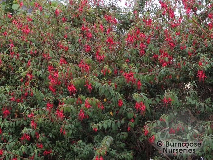 Fuchsia 'Riccartonii' from Burncoose Nurseries