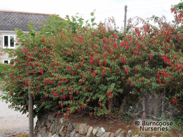 Fuchsia 'Riccartonii' from Burncoose Nurseries