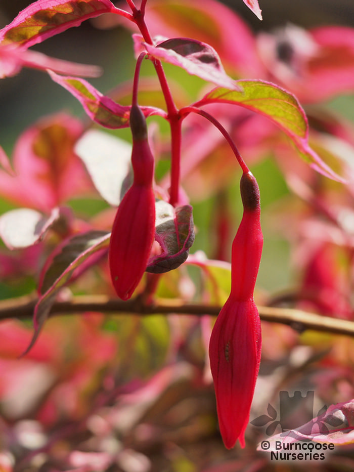 Fuchsia 'Sunray' from Burncoose Nurseries