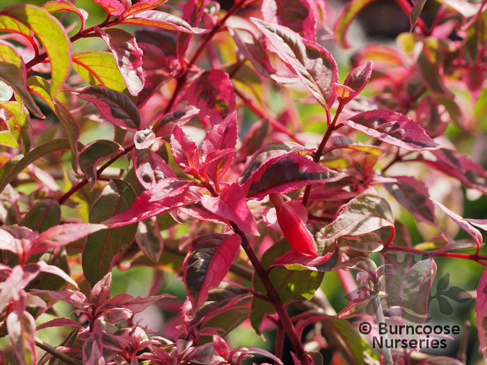 Fuchsia 'Sunray' from Burncoose Nurseries