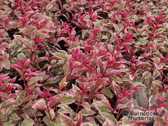 Fuchsia 'Sunray' from Burncoose Nurseries