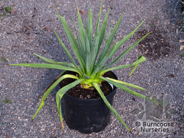 Furcraea Longaeva from Burncoose Nurseries