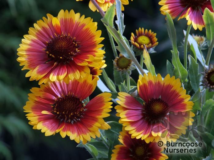 Gaillardia from Burncoose Nurseries