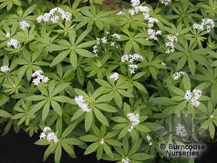 Galium Odoratum from Burncoose Nurseries