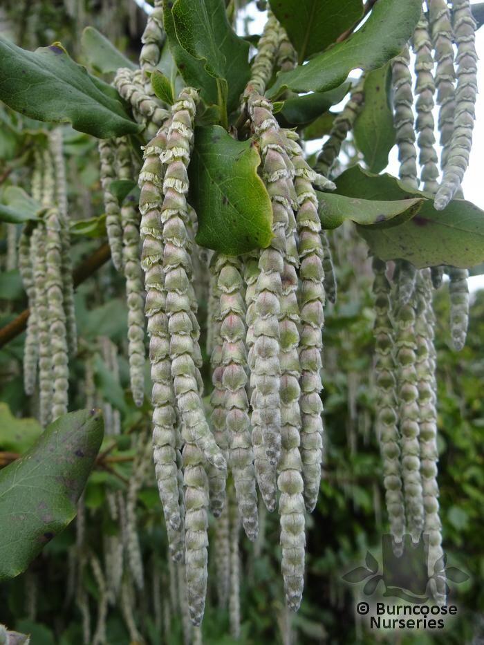 Garrya Elliptica 'James Roof' from Burncoose Nurseries