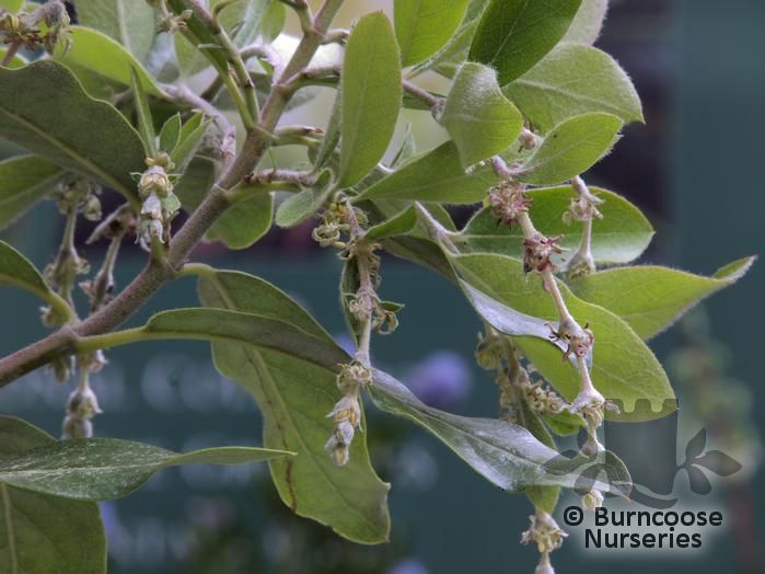 Garrya from Burncoose Nurseries