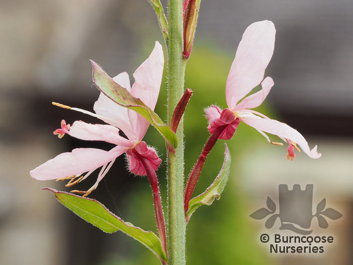 Gaura Lindheimeri 'The Bride' from Burncoose Nurseries