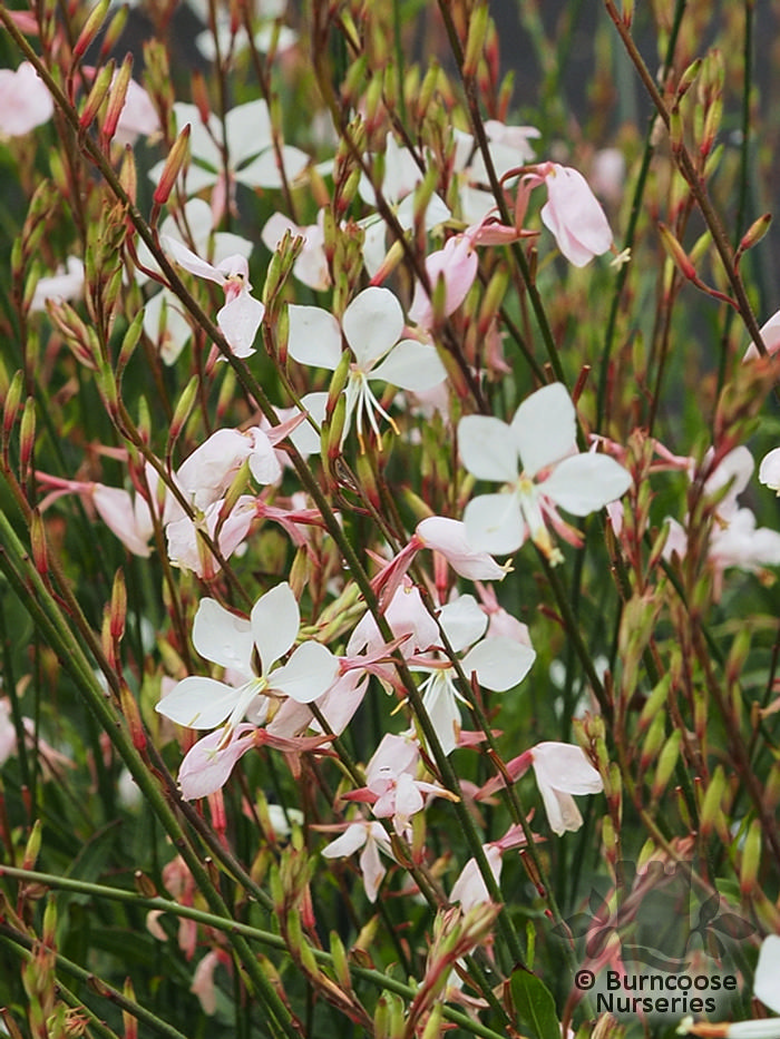 Gaura Lindheimeri 'Whirling Butterflies' from Burncoose Nurseries