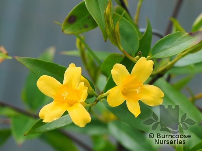 Gelsemium from Burncoose Nurseries