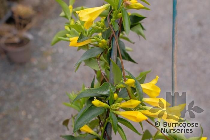 Gelsemium Sempervirens from Burncoose Nurseries